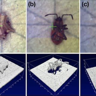 Example Of B Scan And C Scan OCT Data A A White Light Image Of A Download Scientific Diagram