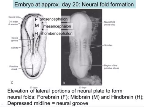 Embryology Ectoderm And Endoderm Derivatives Flashcards Quizlet