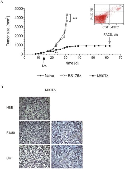 A 14 Days After Tumor Cell Inoculation 1×106 Bacteria Were Applied Download Scientific