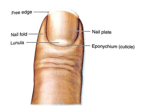 Nail Care Tips From A Dermatologist Dermacosm
