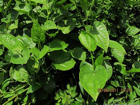 Medicinal Plants Piper Longum Pipli Thippili Pippallu