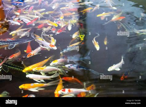 Various Fish Species In Aquaponics System Combination Of Fish