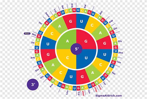 Código Genético De La Traducción Del Codón De Aminoácidos Codón De