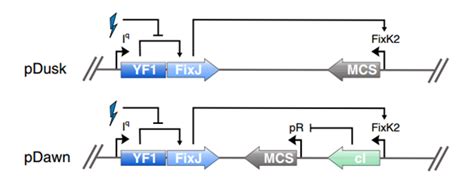 Teamionis Parisprojectoptogenetics
