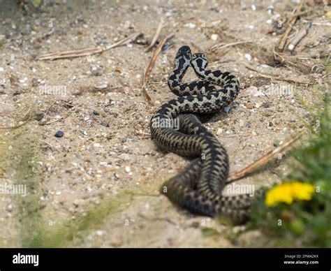 Adder Dance Male Adders Dacing Fighting For Dominace Stock Photo Alamy