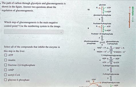 The Path Of Carbon Through Glycolysis And Gluconeogenesis Is Shown In The Figure Answer Two