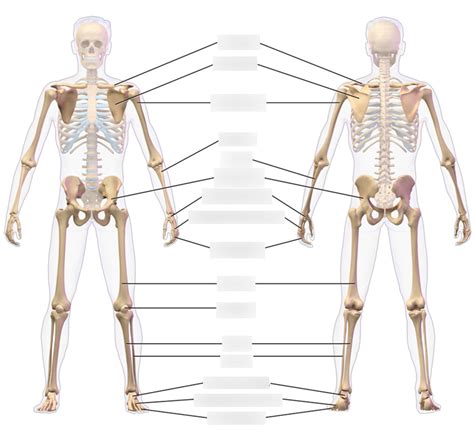 Lab 2 Axial Skeleton 2 Diagram Quizlet