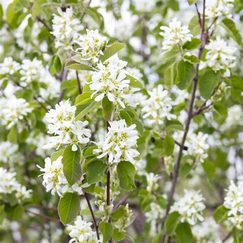 Saskatoon Serviceberry Tree 18 24 Inches Northern Ridge Nursery