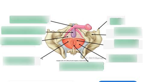 Male Perineum Diagram Quizlet