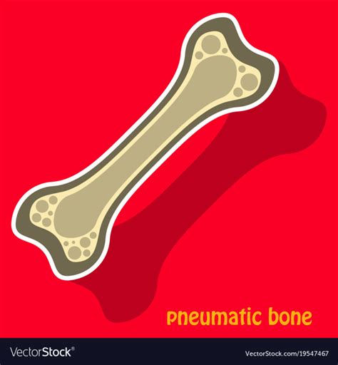 Free Sticker Anatomy Of The Long Bone Periosteum Vector Image Nohatcc