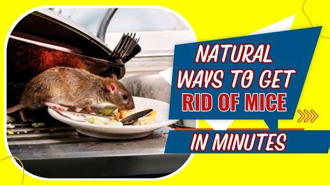Best Wire To Keep Rodents Out At Mary Lockridge Blog
