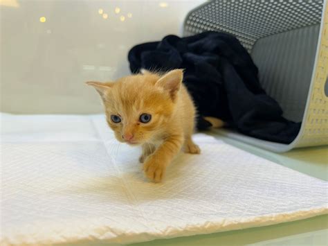 코리안숏헤어 똘망이 렉돌분양가격 브리숏분양가격 브리티시숏헤어분양가격 러블분양가격 티컵비숑프리제분양 티컵포메라니안분양 티컵말티즈분양 티컵말티푸분양 티컵푸들분양 티컵강아지분양