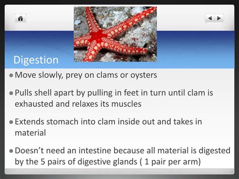 Ppt Echinoderms Powerpoint Presentation Free Download Id 2265862