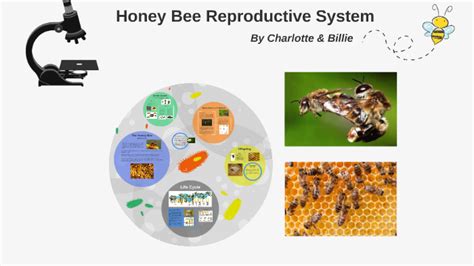 Honey Bee Reproductive System By Charlotte Howard On Prezi