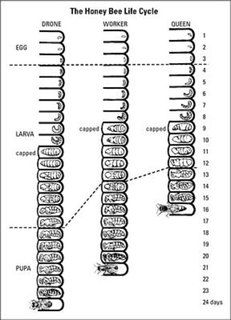 Getting Started Choosing A Hive And Whose Who Inside