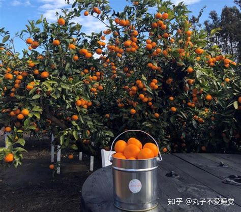 济州岛冬日的浪漫之橘园76番地 知乎