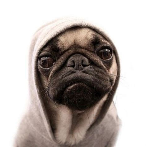 Rapper Pug In Hood Cute Pugs Pugs Funny Animals