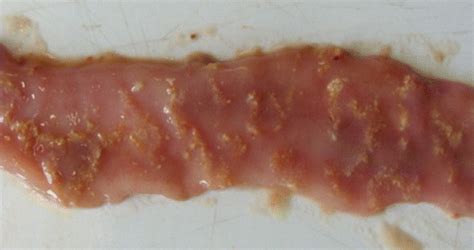 Biofeed Technology Poultry Health And Nutrition Challenges