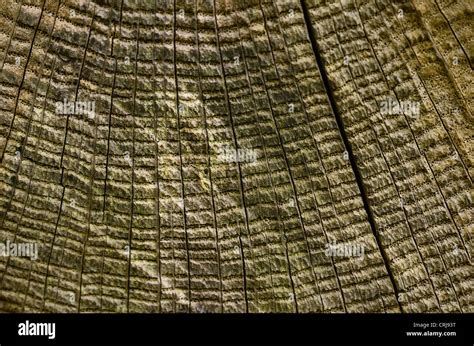 Xylem And Phloem Hi Res Stock Photography And Images Alamy