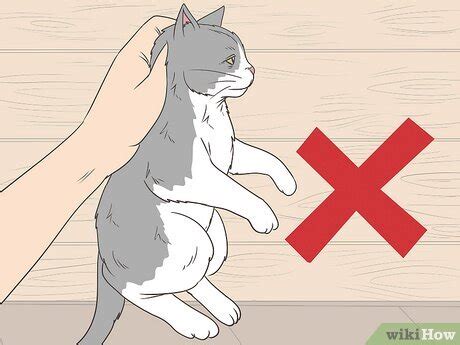 How To Train Your Cat To Listen 11 Steps With Pictures