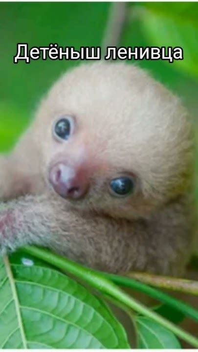 Самые милые детёныши животных 🐾 😘😍🥰 Youtube