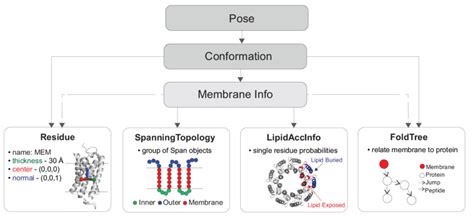 5 The Membrane Framework Represents The Membrane Bilayer Using Four