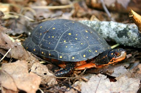 Learn About Spotted Turtles
