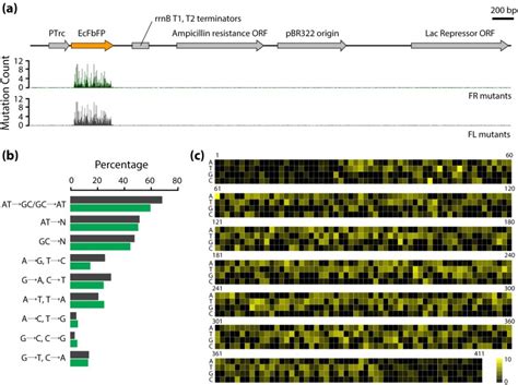 a mapping of the mutation frequency in the whole ptrchis2cecfbfp