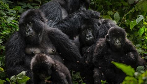 Mountain Gorilla Facts Virunga National Park Congo