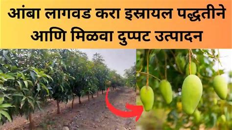 श्री मंकरद मारूती पवार पारूडे जुन्नर 9822050489 केशर आंबा Kesar