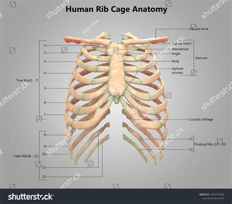 Human Skeleton System Rib Cage Label Ilustrações Stock 1055577605