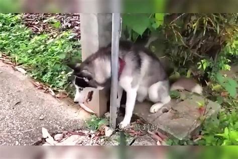 主人带二哈去ktv玩，结果二哈彻底玩嗨了，大家忍住别笑主人结果