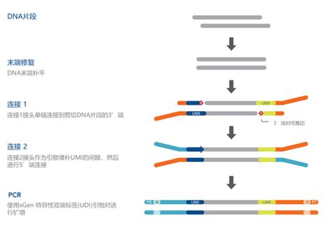 新品上市IDT埃德特xGen cfDNA FFPE DNA文库制备v2 MC试剂盒更新来袭 即刻上架 知乎