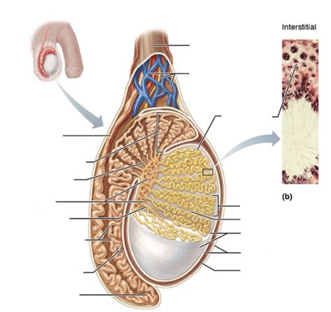 Structure Of The Testis Diagram Quizlet