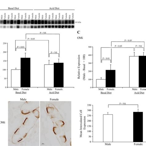 Sex Differences In Glutamine Synthetase Gs Expression Immunoblot Download Scientific Diagram