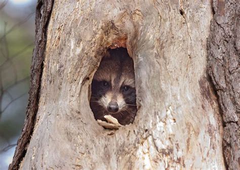 Do Raccoons Hibernate In The Winter