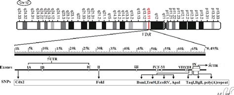 Vitamin D Receptor Polymorphism