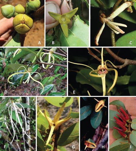 Species New To Science Botany • 2018 A Revision Of Xylopia L