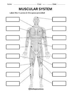 Printable Muscle Labeling Worksheet