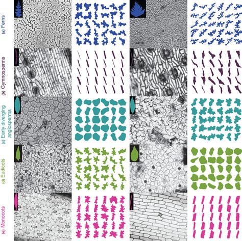 Epidermal Peel Images Leaf Or Leaflet Outlines And Segmented Cells