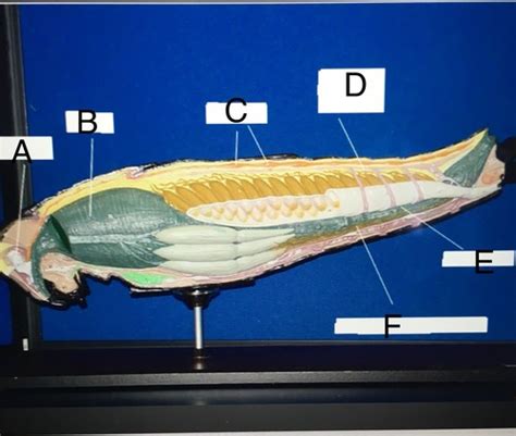 Grasshopper Dissection Flashcards Quizlet