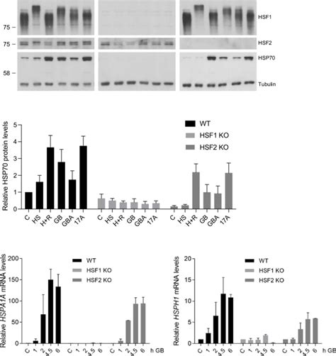 Gambogic Acid And Gambogenic Acid Induce A Heat Shock Response Hsr In
