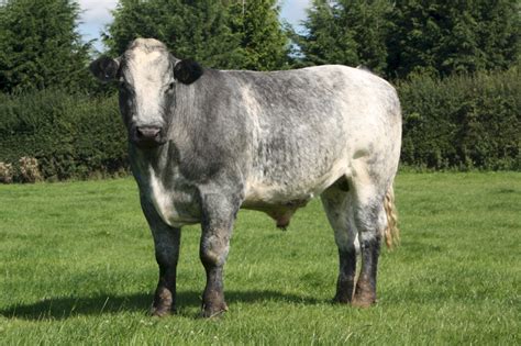 Store Cattle Livestock Supplies