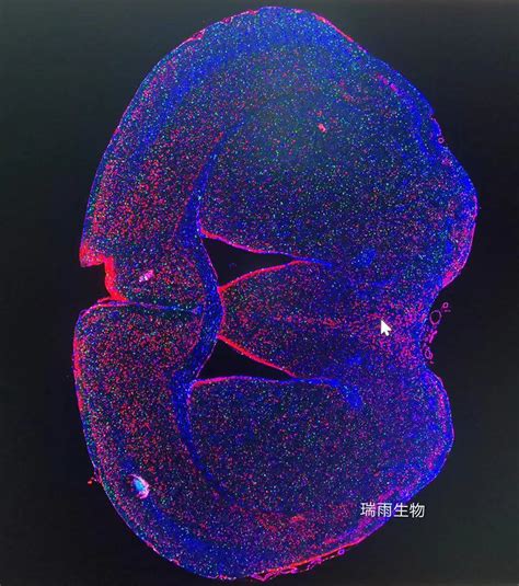 扫描分析上海瑞雨生物科技有限公司