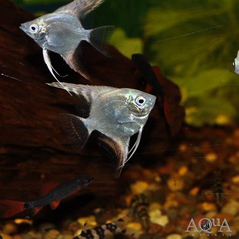 Assorted Fancy Angelfish Pterophyllum Scalare Aqua Imports