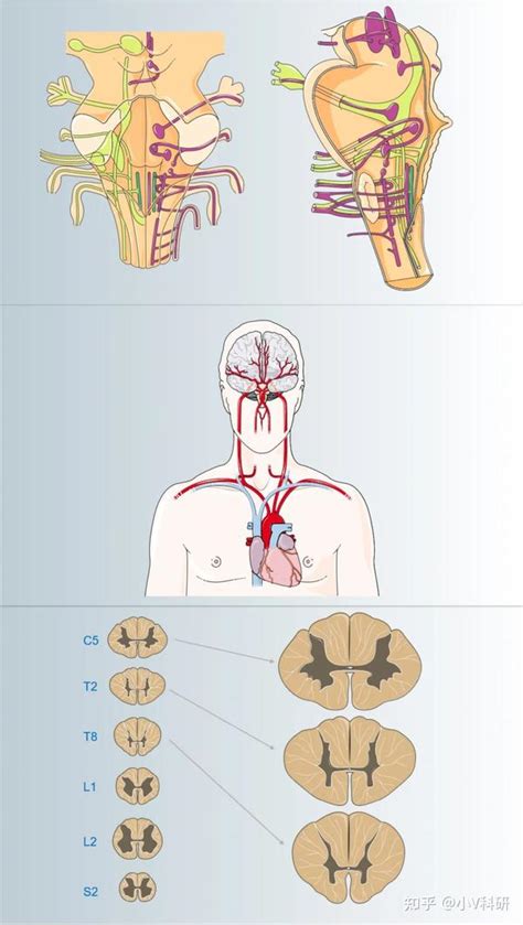 拯救绘图小白！6000张natureandscience期刊官方插图已打包！附赠科研与临床绘图ppt素材 知乎
