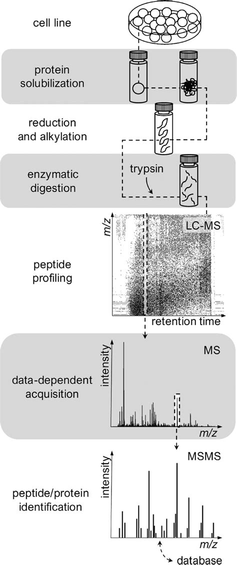 Schematic Representation Of The Workflow Of A Bottom Up Lcmsms