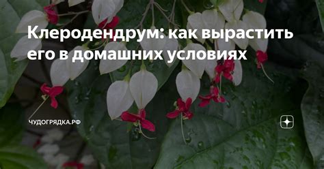 Клеродендрум как вырастить его в домашних условиях Чудогрядка рф Дзен