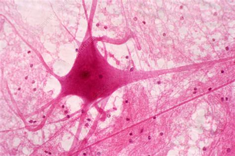 Motor Neuron In An Ox Spinal Cord Lm Stock Image C0224548