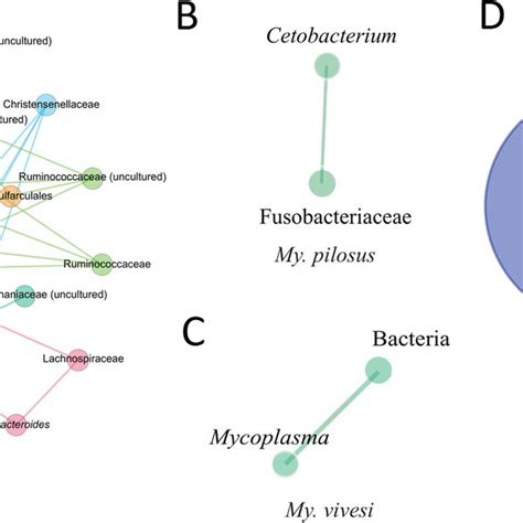 Microbial Co Occurrence Networks Of Different Bat Species The Download Scientific Diagram